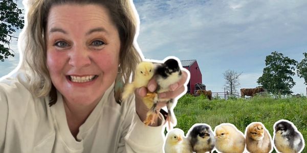 Home | Chicken Hatchery - Paragon Hatchery